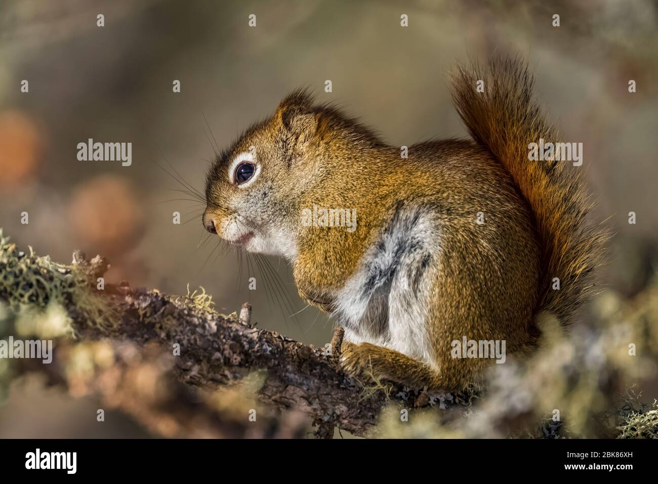 North american taiga High Resolution Stock Photography and Images - Alamy