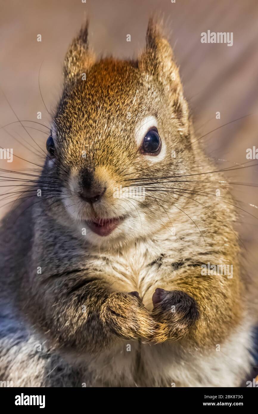 American Red Squirrel, Tamiasciurus hudsonicus, feeding in the boreal ...