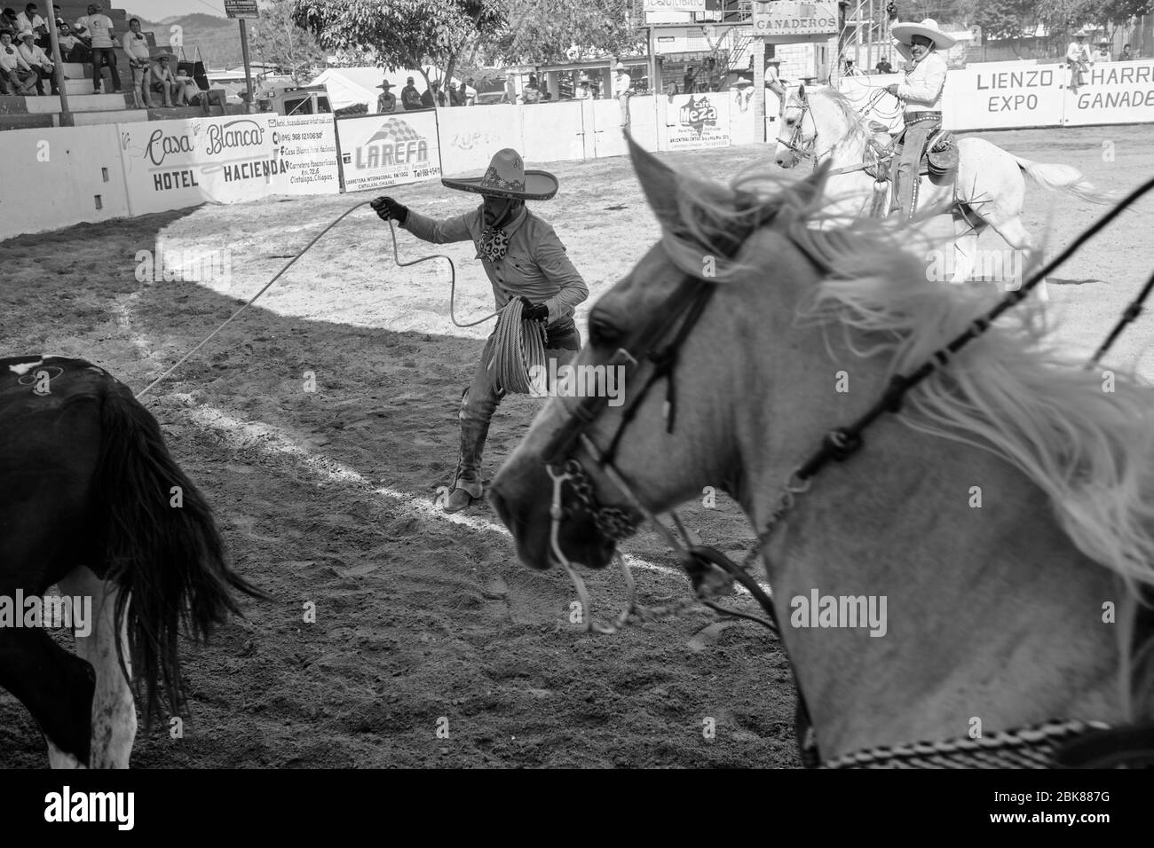 Mexican cowboy trying to catch and knock down with a lasso, a galloping ...