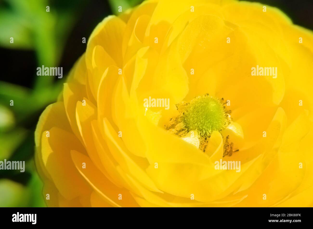 Persian buttercup flowers yellow ranunculus hi-res stock photography ...