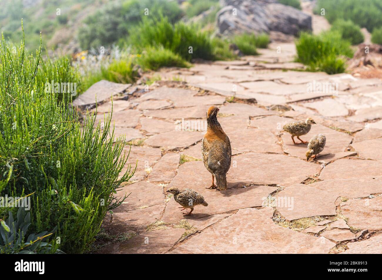 The rock partridge Alectoris graeca birds a bird of a pheasant family ...
