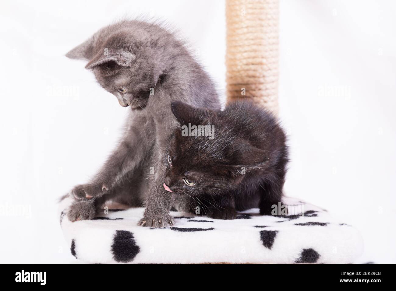 Two little funny kittens, gray and black, sit on the game complex ...