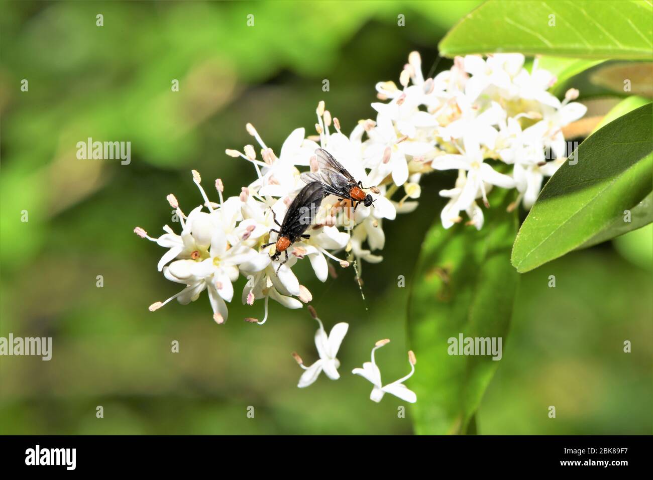 The pursuit of love. The attraction of two love bugs Stock Photo - Alamy