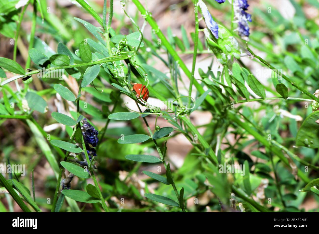 Lady bug spots hi-res stock photography and images - Alamy