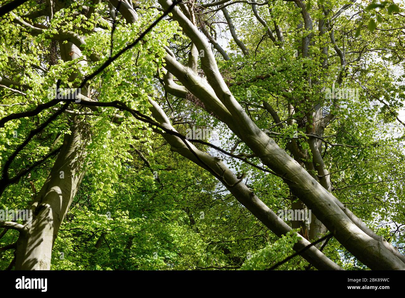Fallen Beech tree in English woodlands Stock Photo - Alamy