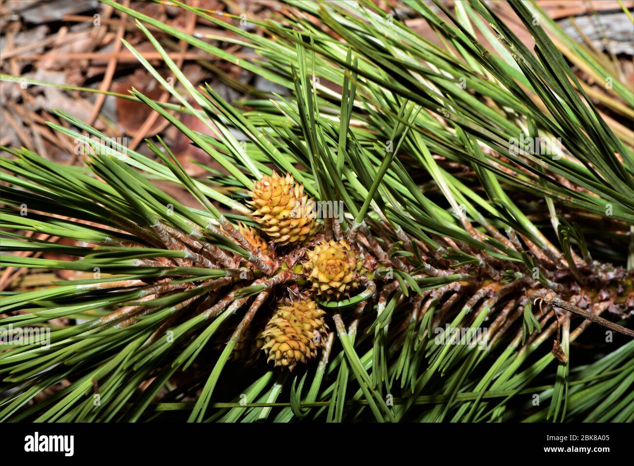 Growing cones hi-res stock photography and images - Alamy