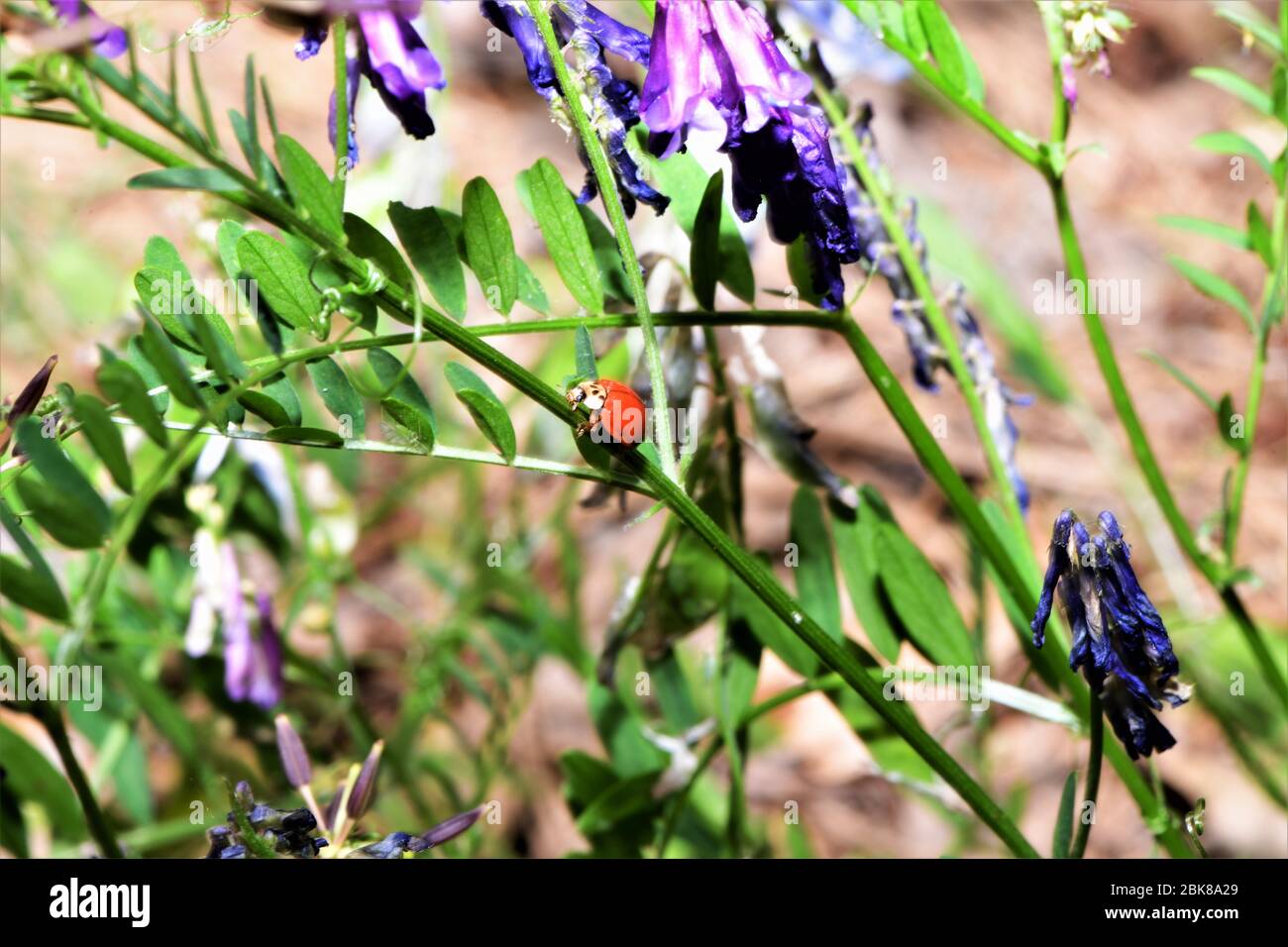 Lady bug spots hi-res stock photography and images - Alamy