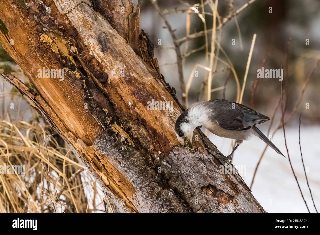 Canada jay cache hi-res stock photography and images - Alamy