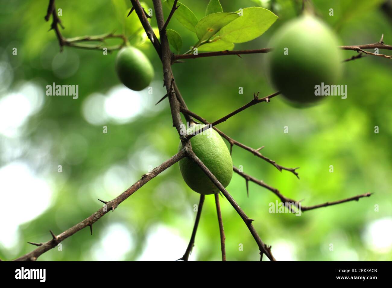 Fresh Lemon and thorns of the lemon tree with soft blur background, Dhaka, Bangladesh Stock ...