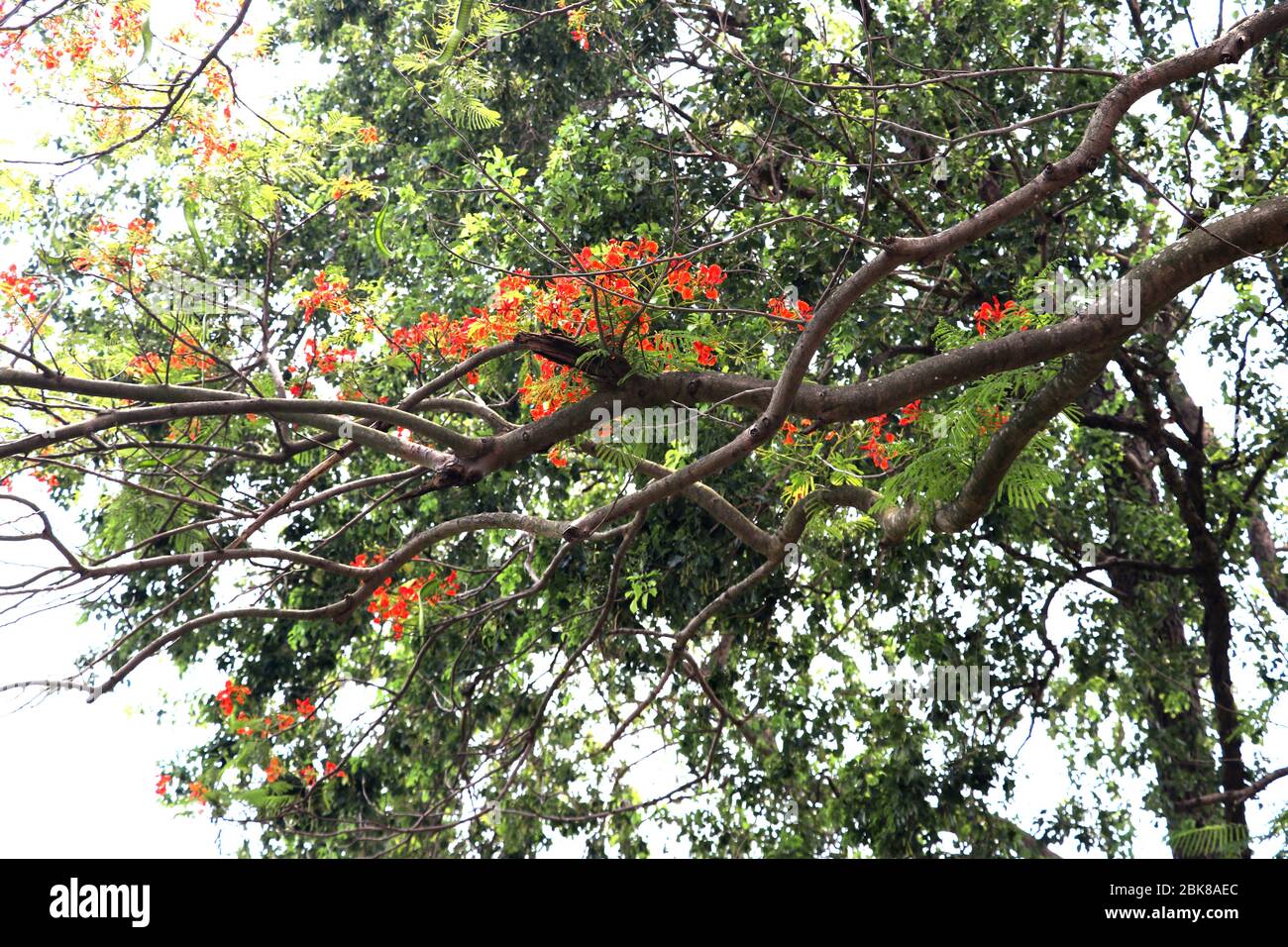 Summer flower in summer season Krishnachura Delonix regia is blooming ...