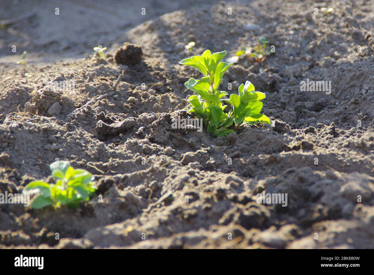 Planting young plants. Freshly planted green plants on the soil. Home ...