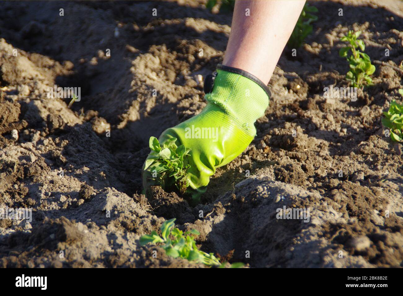 Planting young plants. Gloved hand on a soil background. Home gardening ...