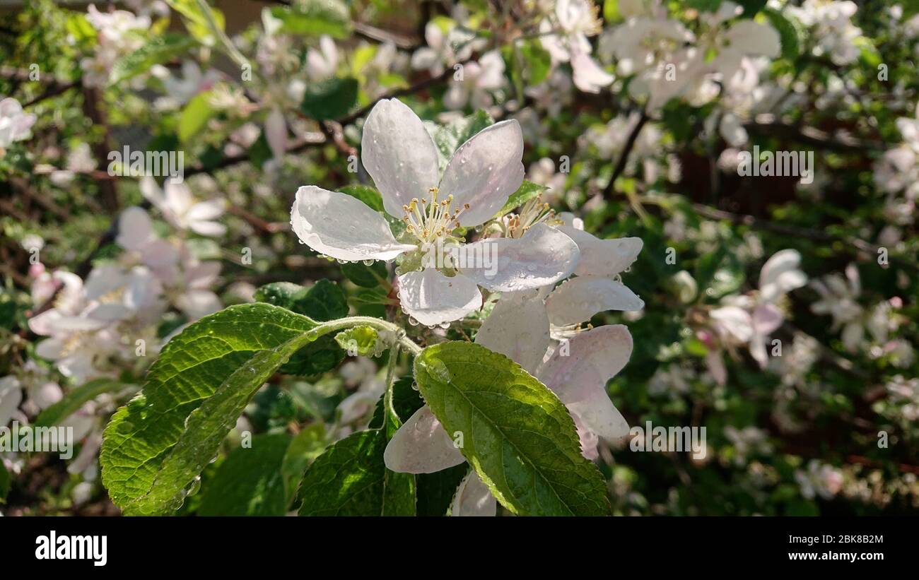 Water drops on apple blossom petals. Blooming fruit in the orchard ...