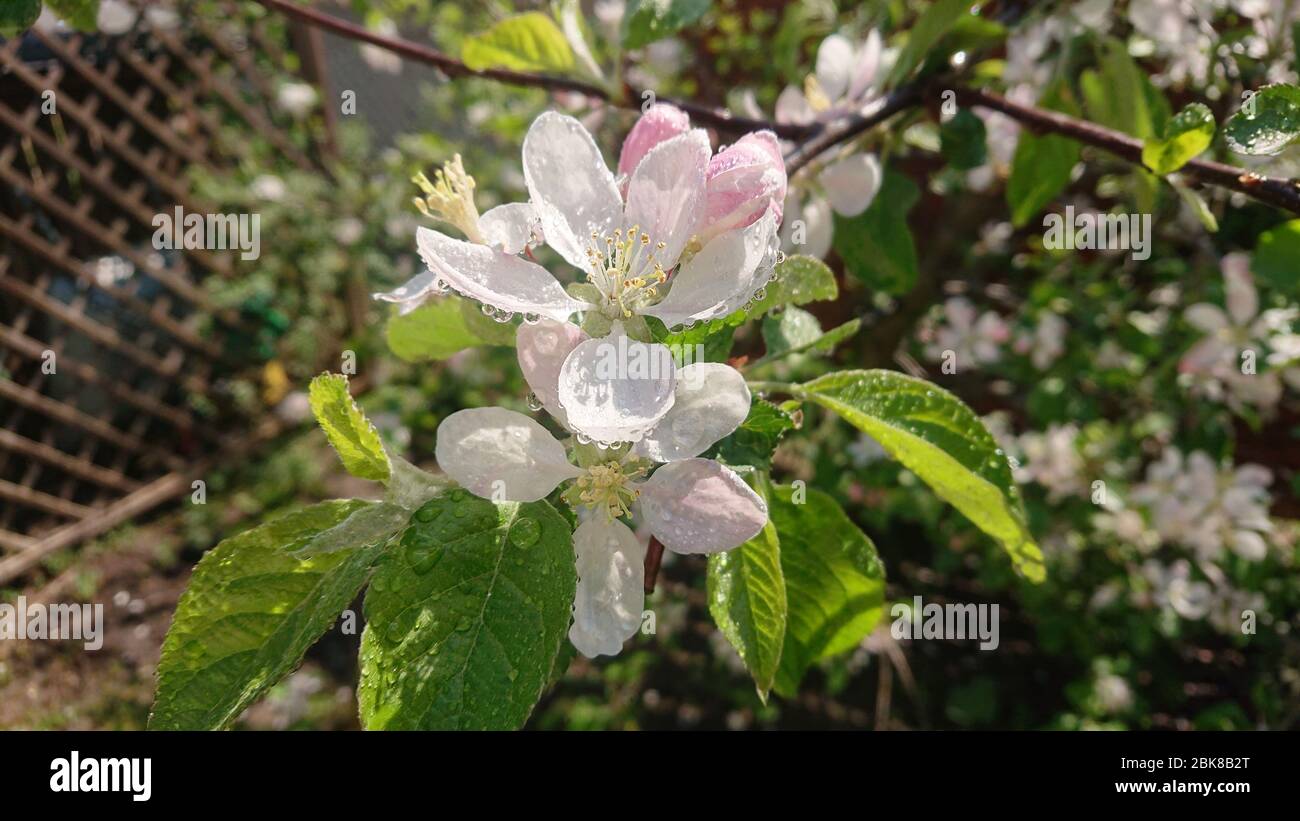 Water drops on apple blossom petals. Blooming fruit in the orchard ...