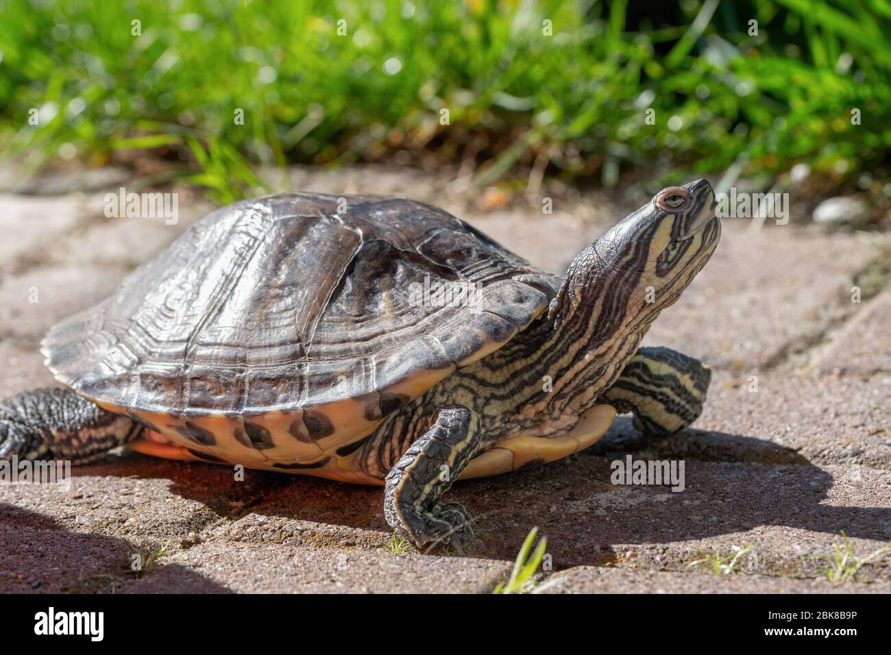 Saurian hi-res stock photography and images - Alamy