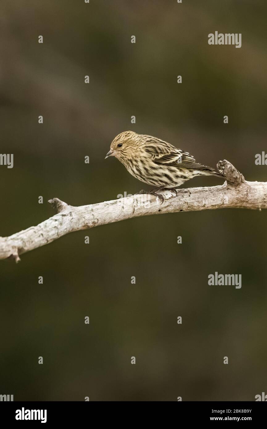 Pine Siskin, Spinus pinus, foraging at a feeding station in the Sax-Zim ...