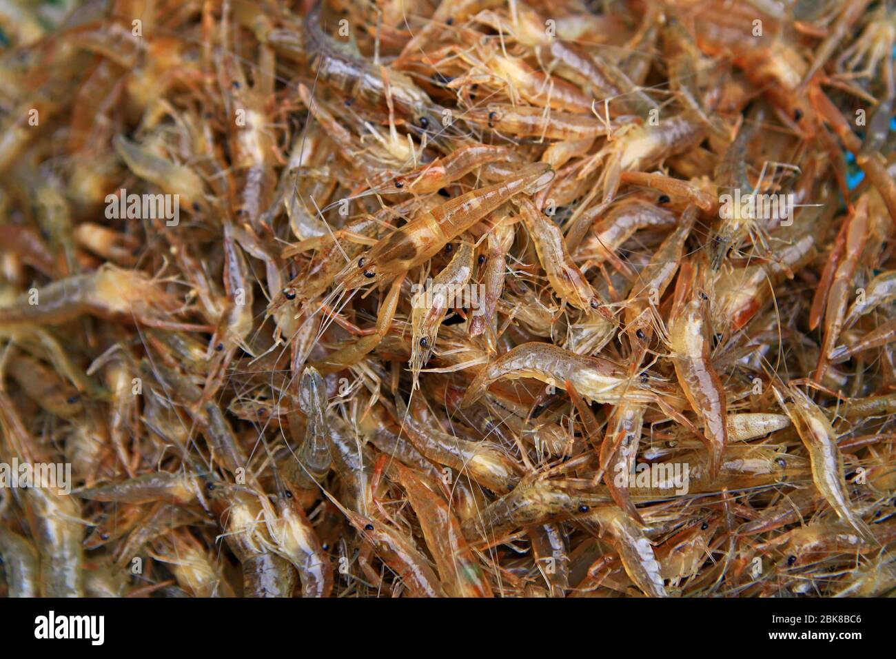 Fresh small river shrimps in Thailand market Stock Photo - Alamy