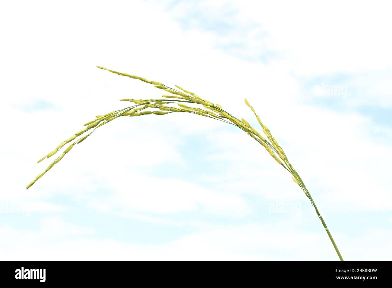 Rice growing blue background hi-res stock photography and images - Alamy