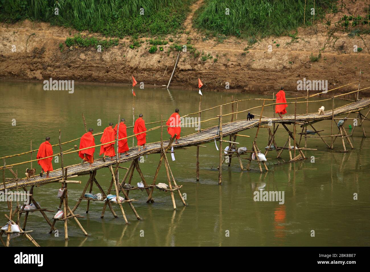 Buddhist monks crossing bamboo bridge over the Mekong river, Luang ...