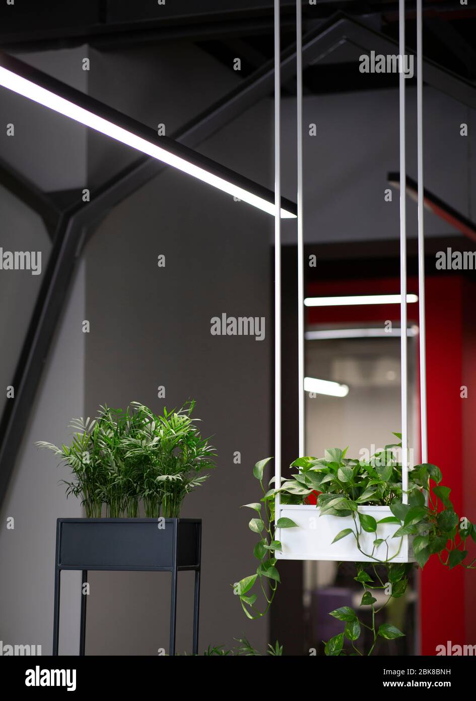 Decorative plants in modern pots decorating office interior Stock Photo ...