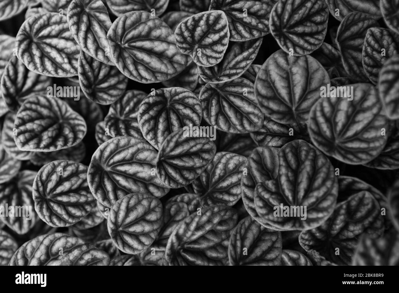 Seamless pattern monochrome jungle Black and White Stock Photos ...