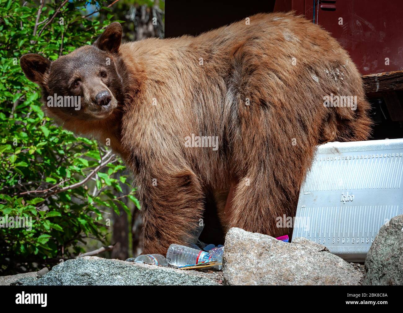 Ursus cooler hi-res stock photography and images - Alamy
