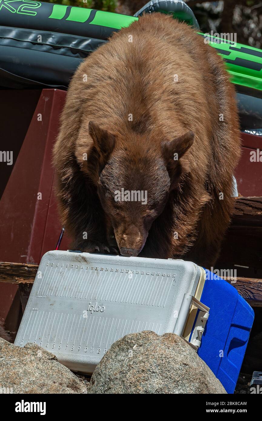 Ursus cooler hi-res stock photography and images - Alamy