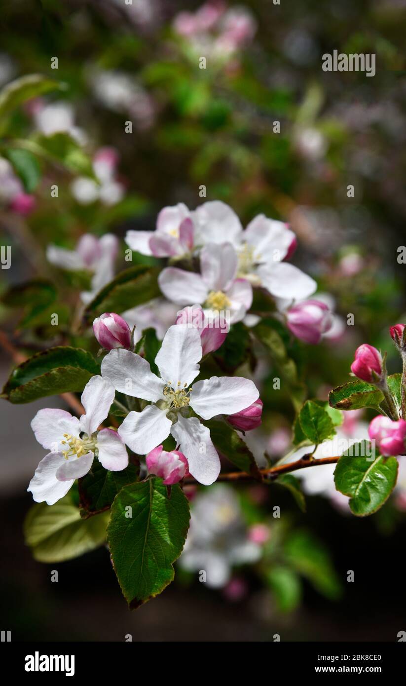 Tree with apples and blossom hi-res stock photography and images - Alamy