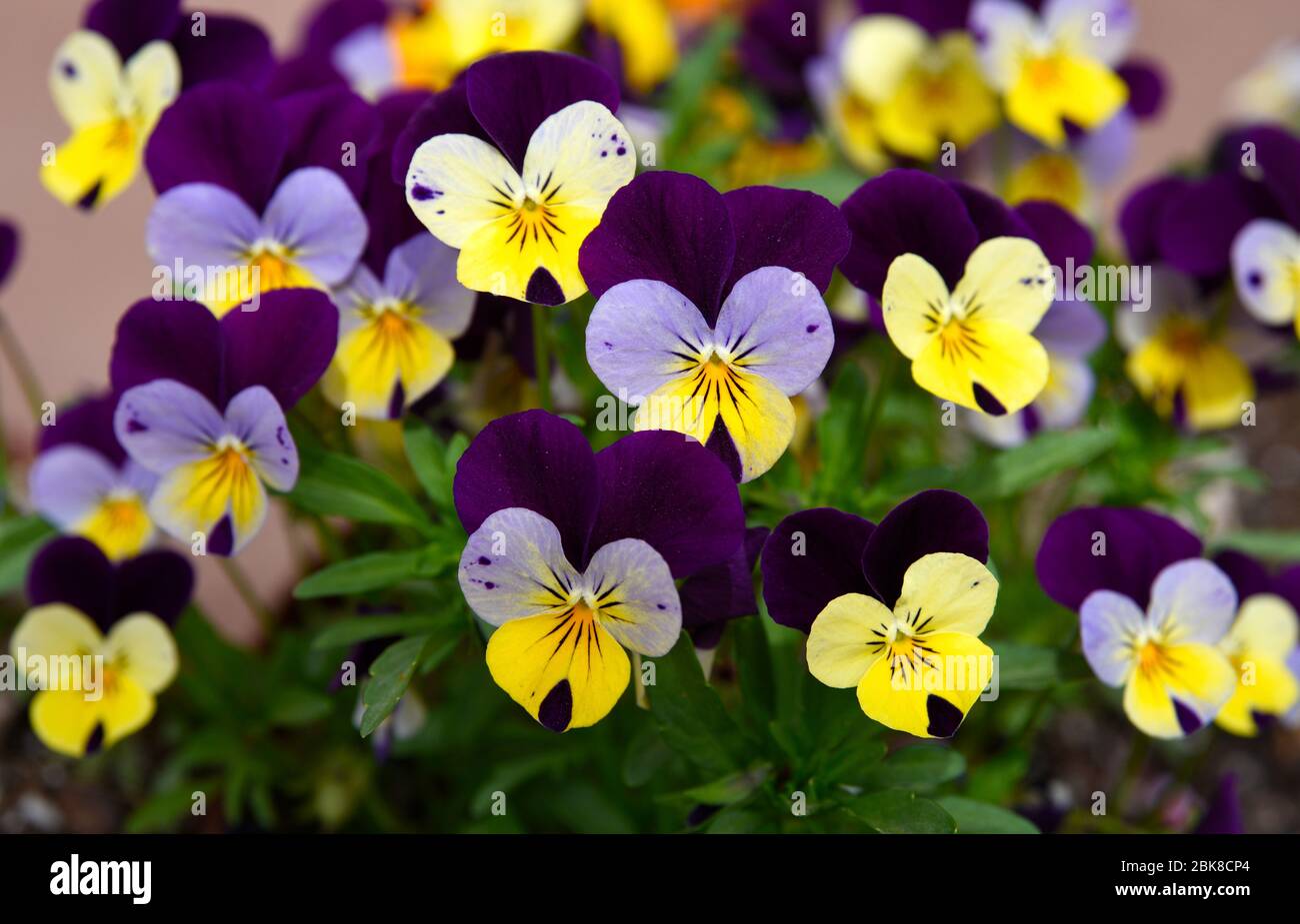The happy little faces of pansies welcome spring in Santa Fe, New ...