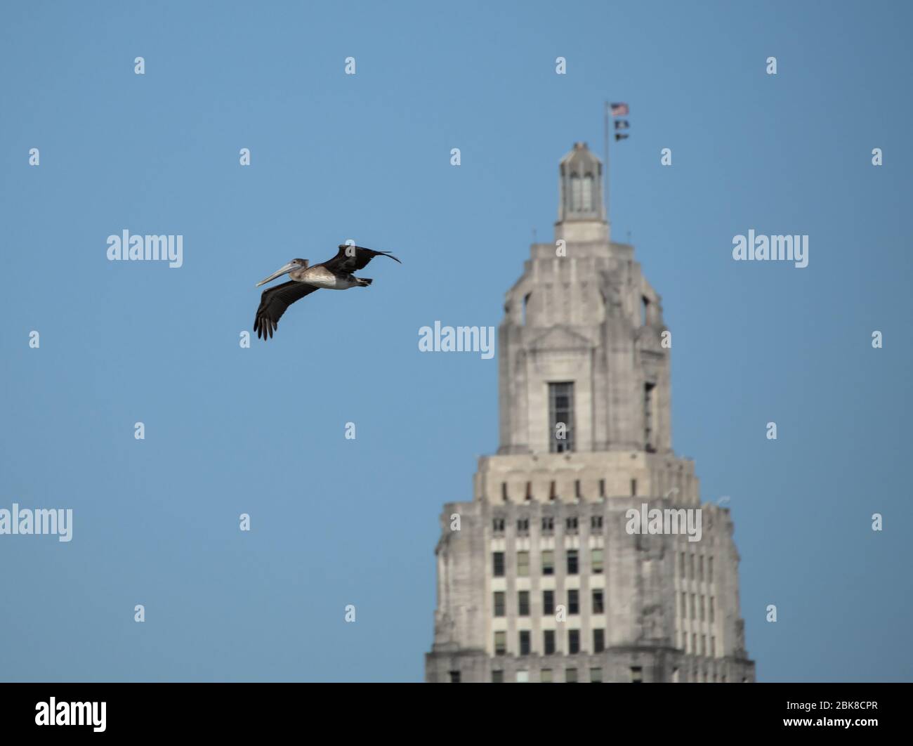 Brown pelican in flight with the Louisiana State Capitol in the ...
