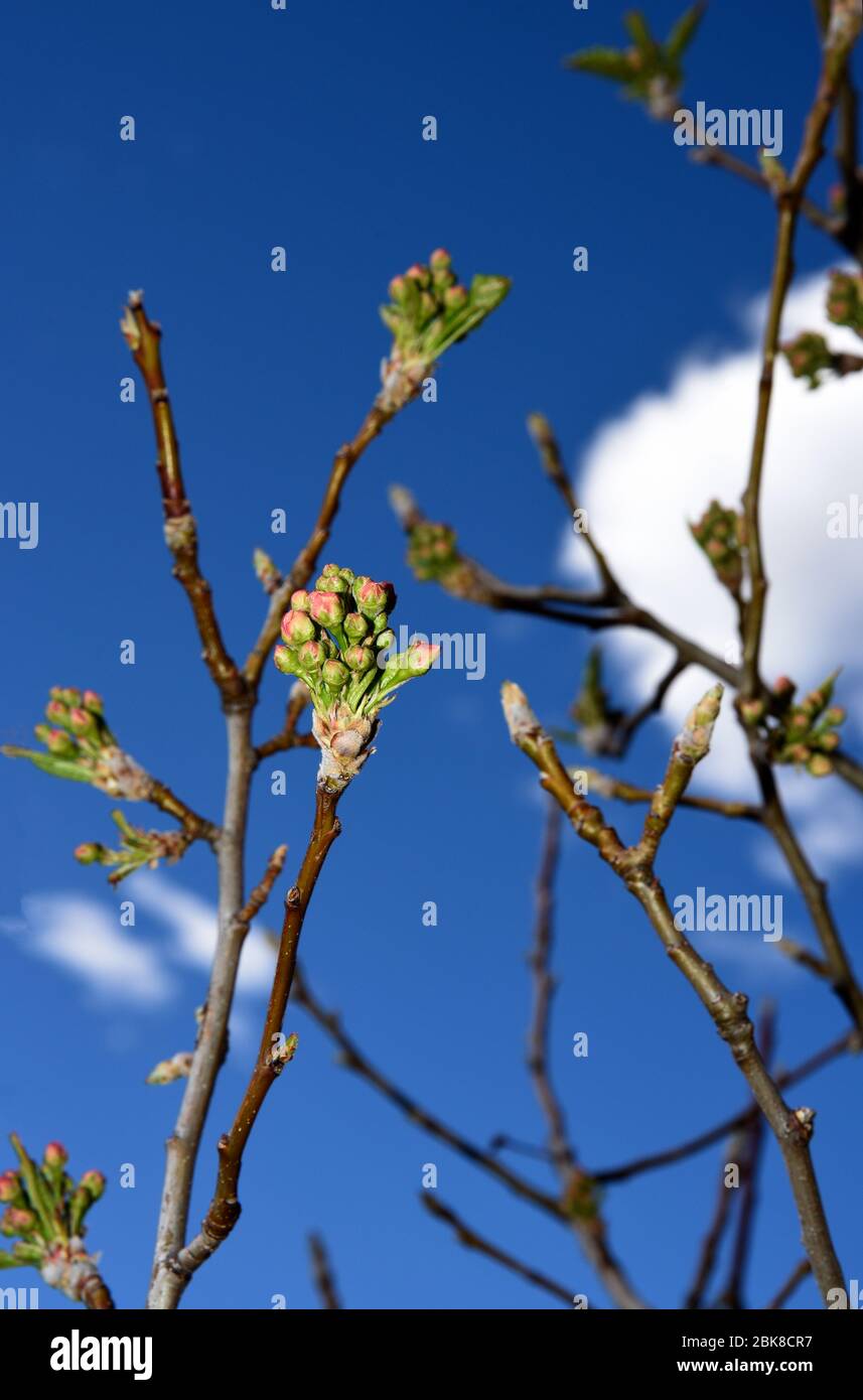 The first buds of spring appear on a pear tree in Santa Fe, New Mexico ...