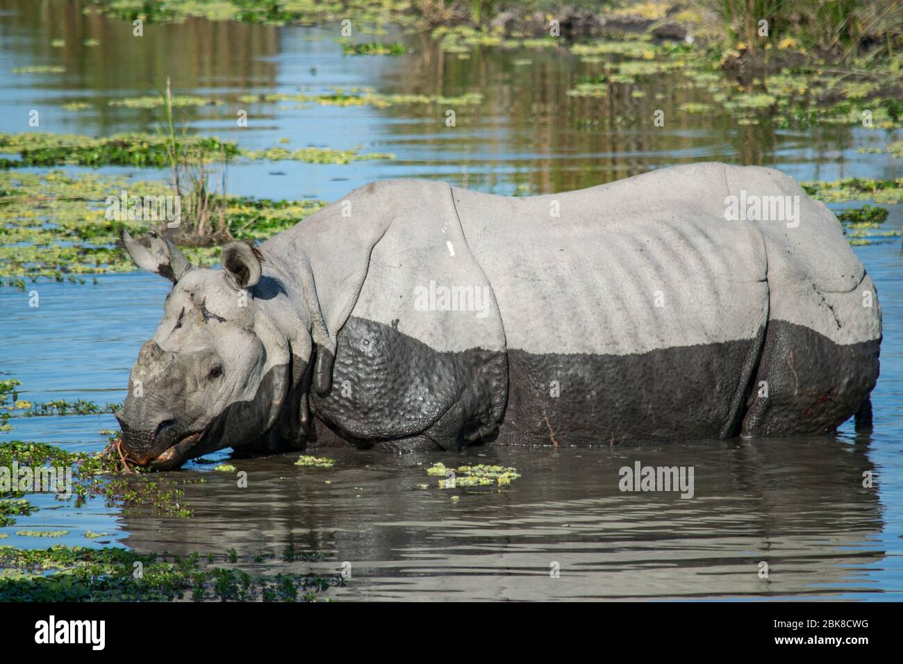 Assam rhino hi-res stock photography and images - Alamy