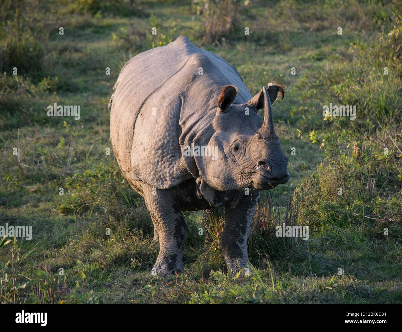 Indian rhino hi-res stock photography and images - Alamy