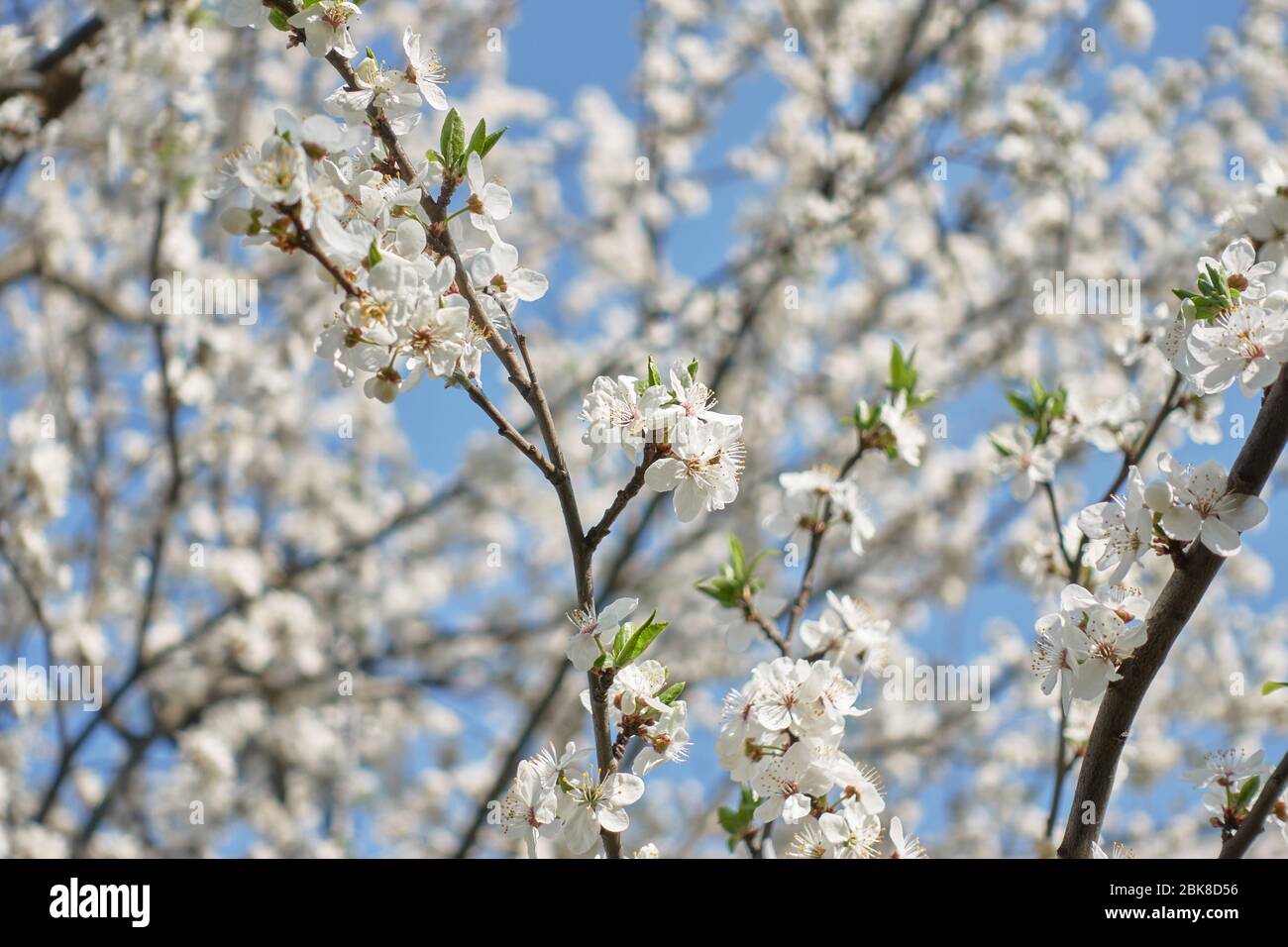 White spring tree with white flowers apricot blossom on a branch with ...