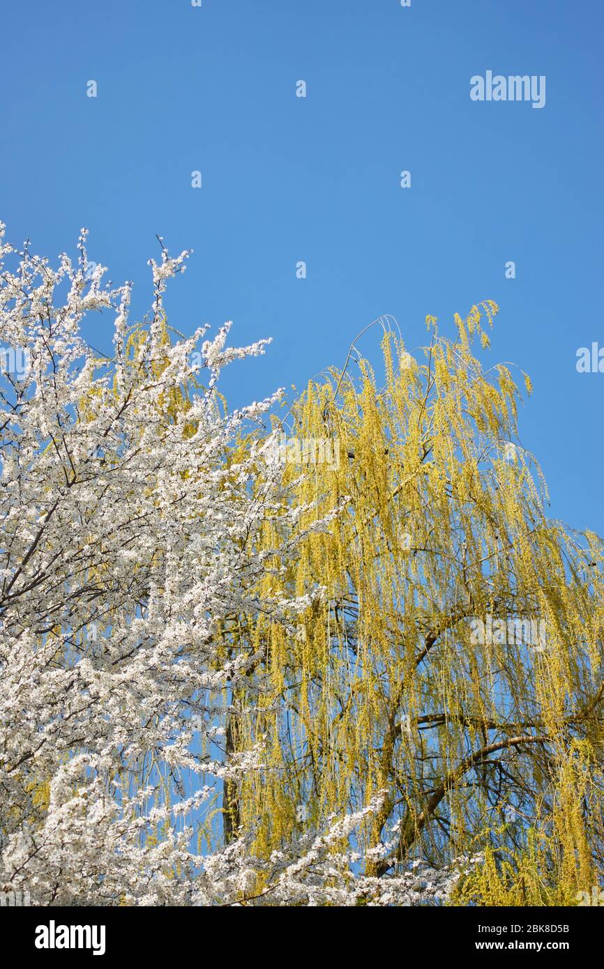 Blossoming white and yellow colored trees in daylight in front of the ...