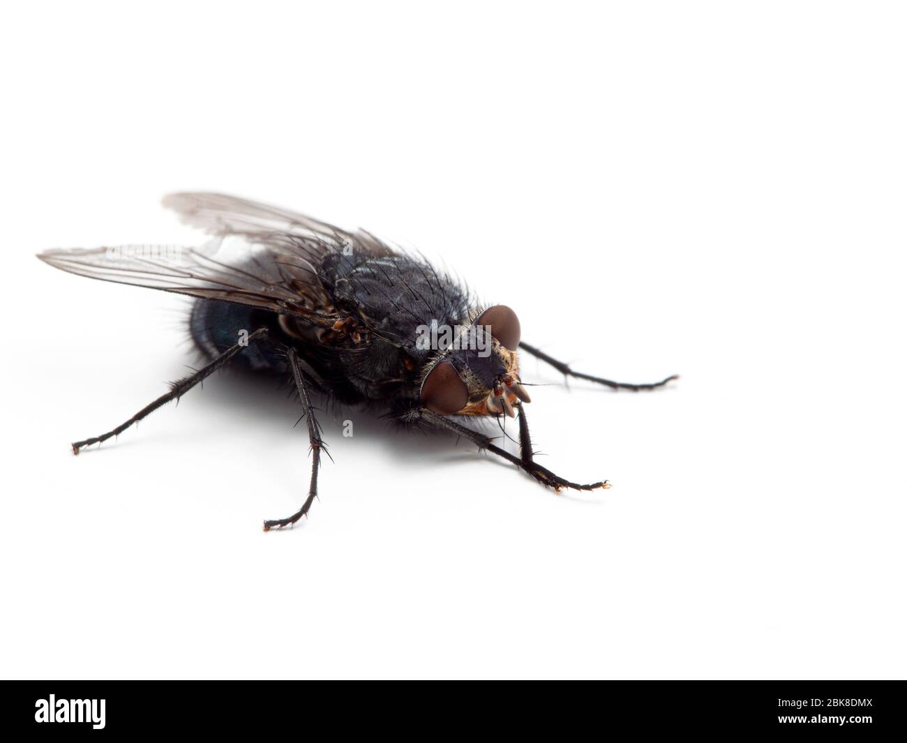 Common blowfly or bottle fly (Calliphora vicina) cleaning its legs and ...