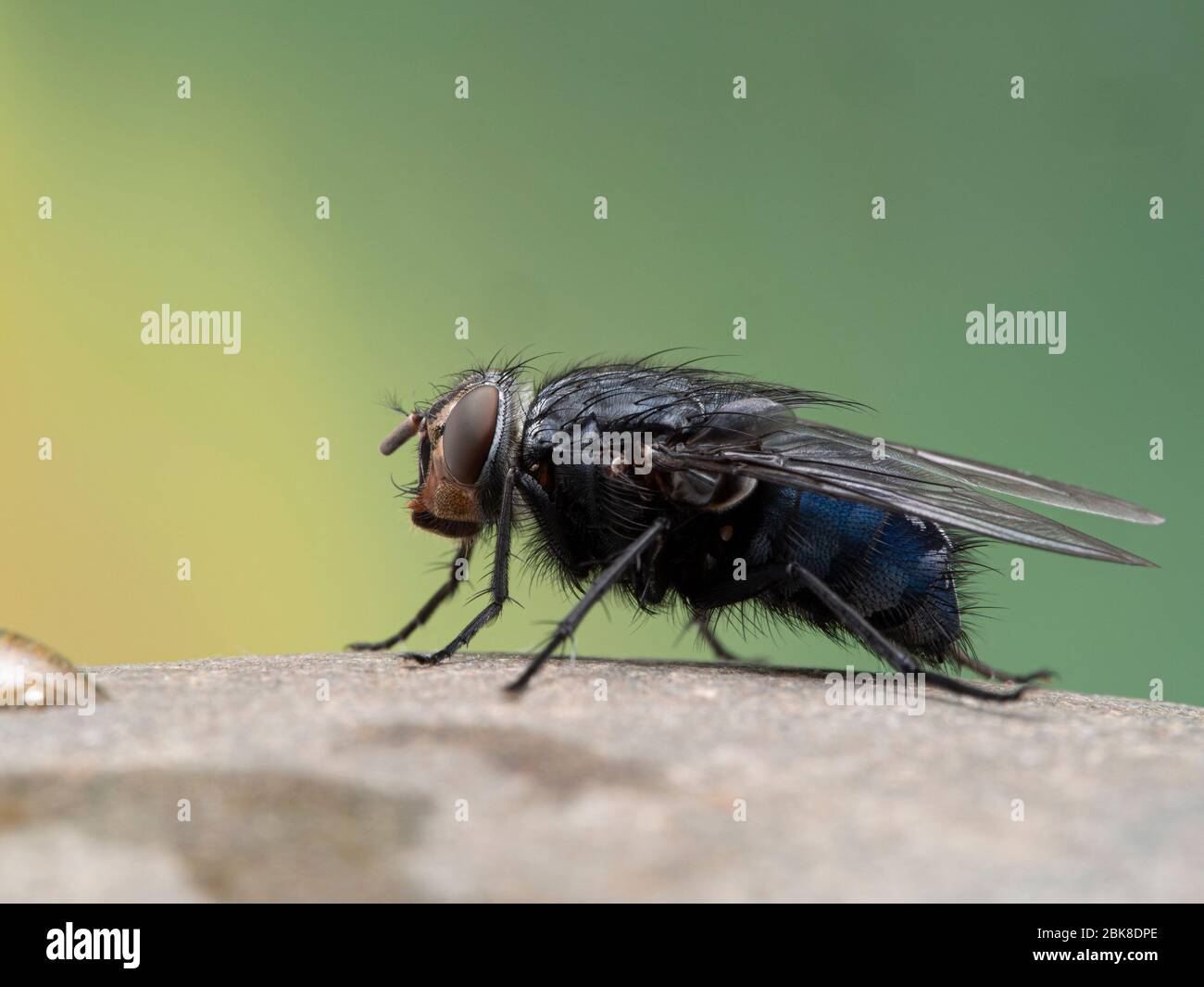 Common blowfly or bottle fly (Calliphora vicina) resting on a stone ...