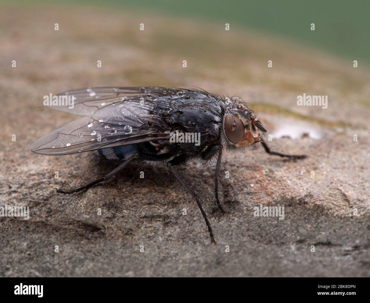 Common blowfly or bottle fly (Calliphora vicina) resting on a wet stone ...
