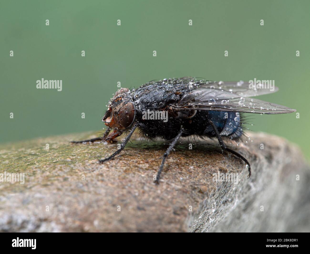 Common blowfly or bottle fly (Calliphora vicina), covered in water ...