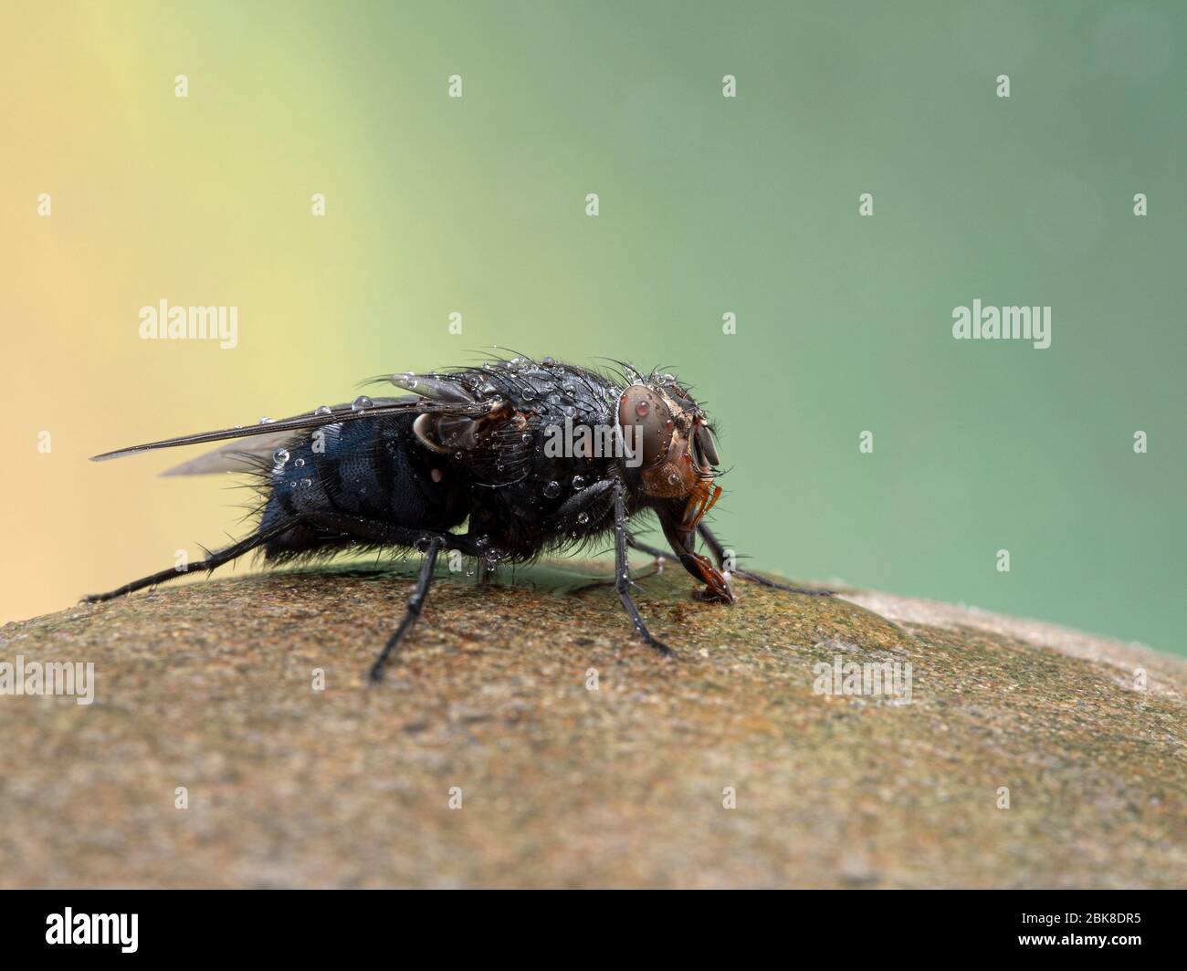 Side view of a common blowfly or bottle fly (Calliphora vicina ...
