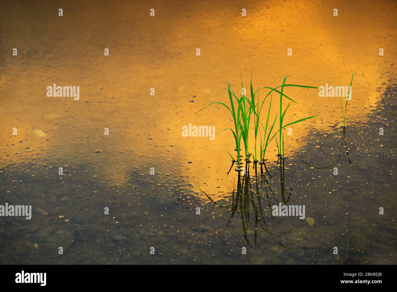 View of Young rice sprout ready to growing in the rice field Stock ...