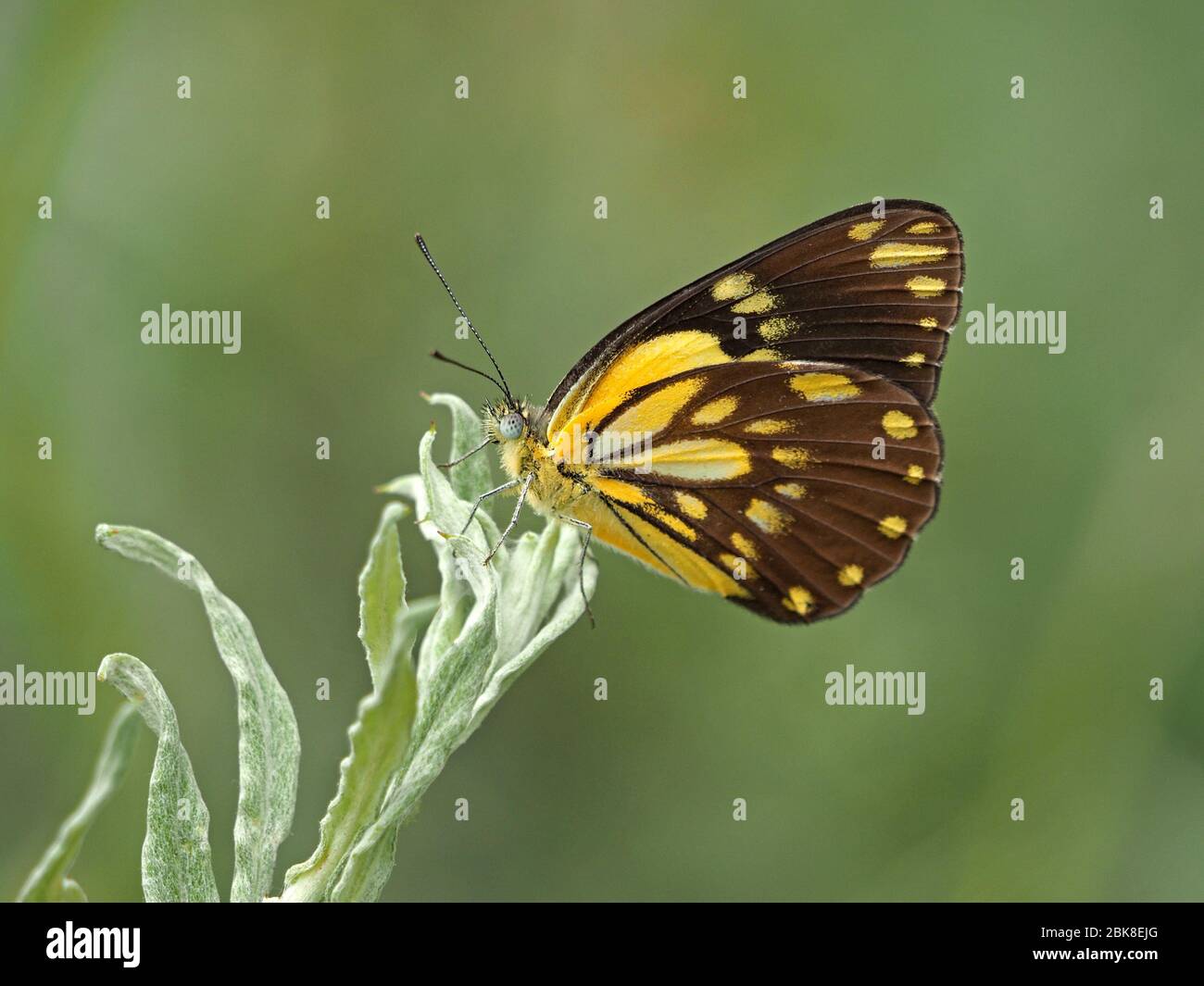 beautiful black and yellow spotted butterfly sipping dew from leaves ...