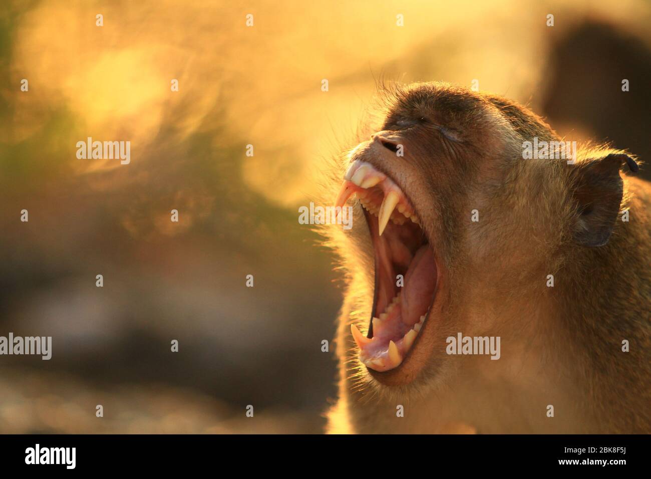 Male monkey yawning with its mouth in Asia tropical forest Stock Photo ...