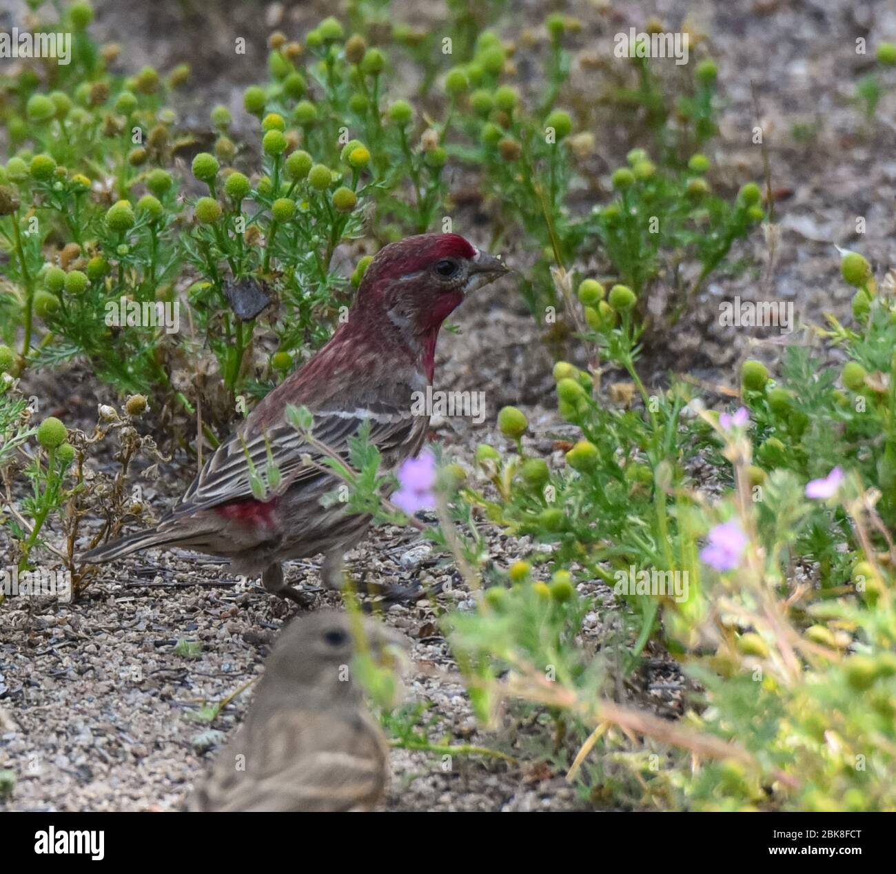 Finch family wildlife hi-res stock photography and images - Alamy