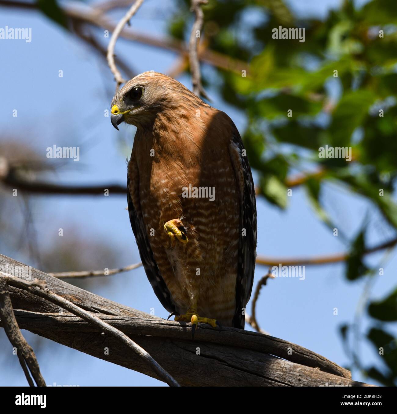 Sparrow hawks hi-res stock photography and images - Alamy