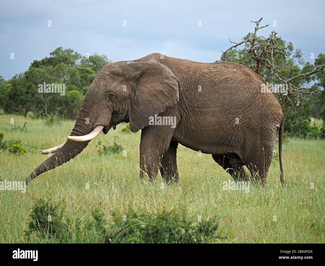 Stretched hide hi-res stock photography and images - Alamy