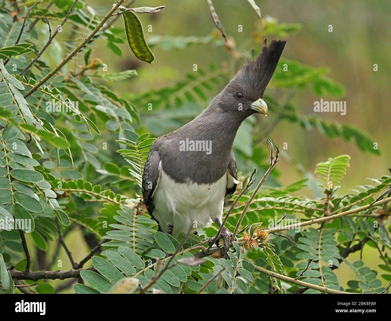female White-bellied Go-away Bird (Corythaixoides leucogaster) feeding ...