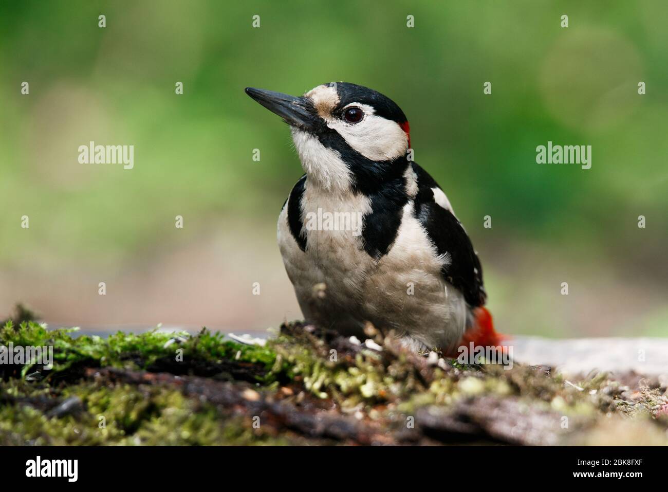 A large spotted woodpecker sat on an old branch in the moss ...