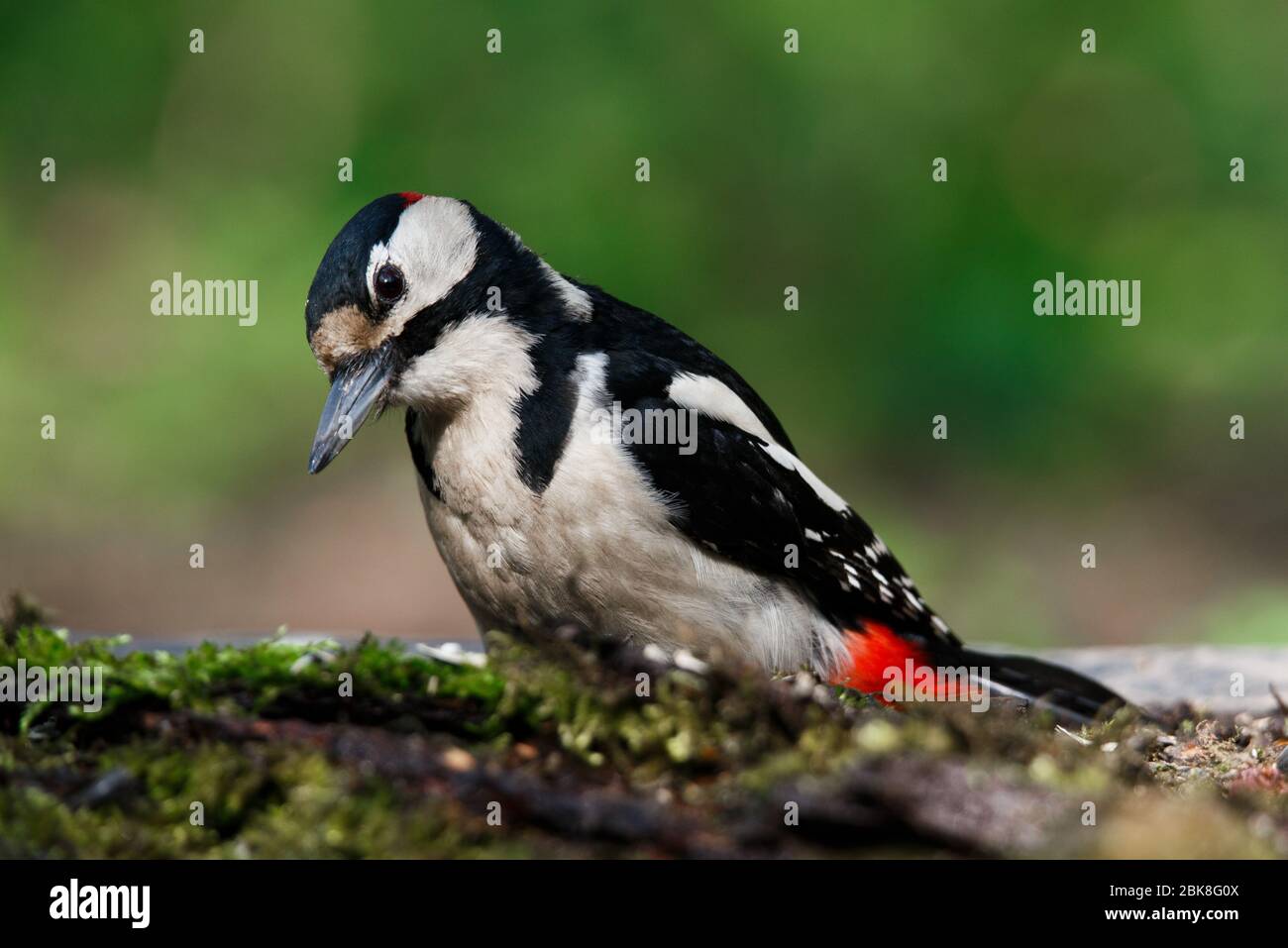A large spotted woodpecker sat on an old branch in the moss ...