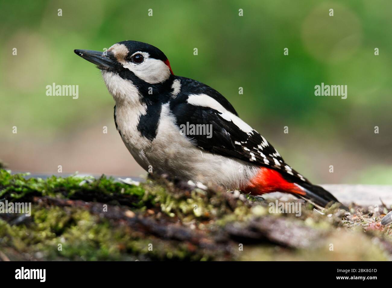 Large spotted woodpecker sat hi-res stock photography and images - Alamy